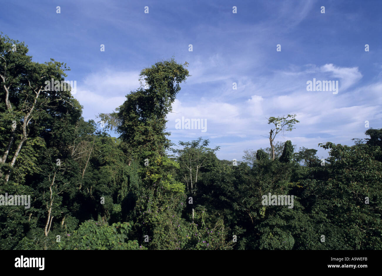Mexico Chiapas State The Surrounding Of Palenque Mayan Archaeological ...