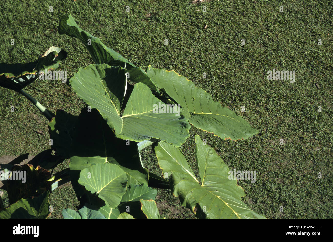 Mexico Chiapas State Palenque Above A Plant With Giants Leaves Stock ...