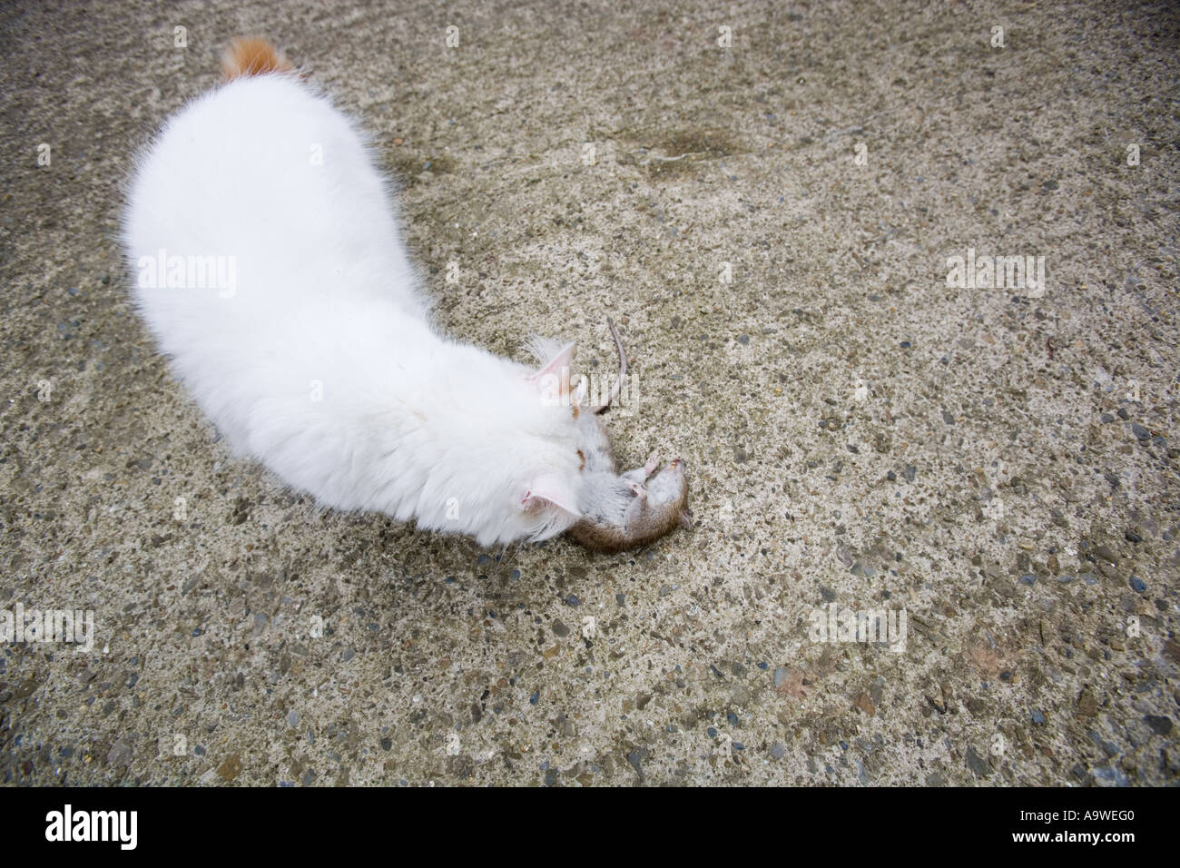 A white cat with a dead brown rat Stock Photo - Alamy