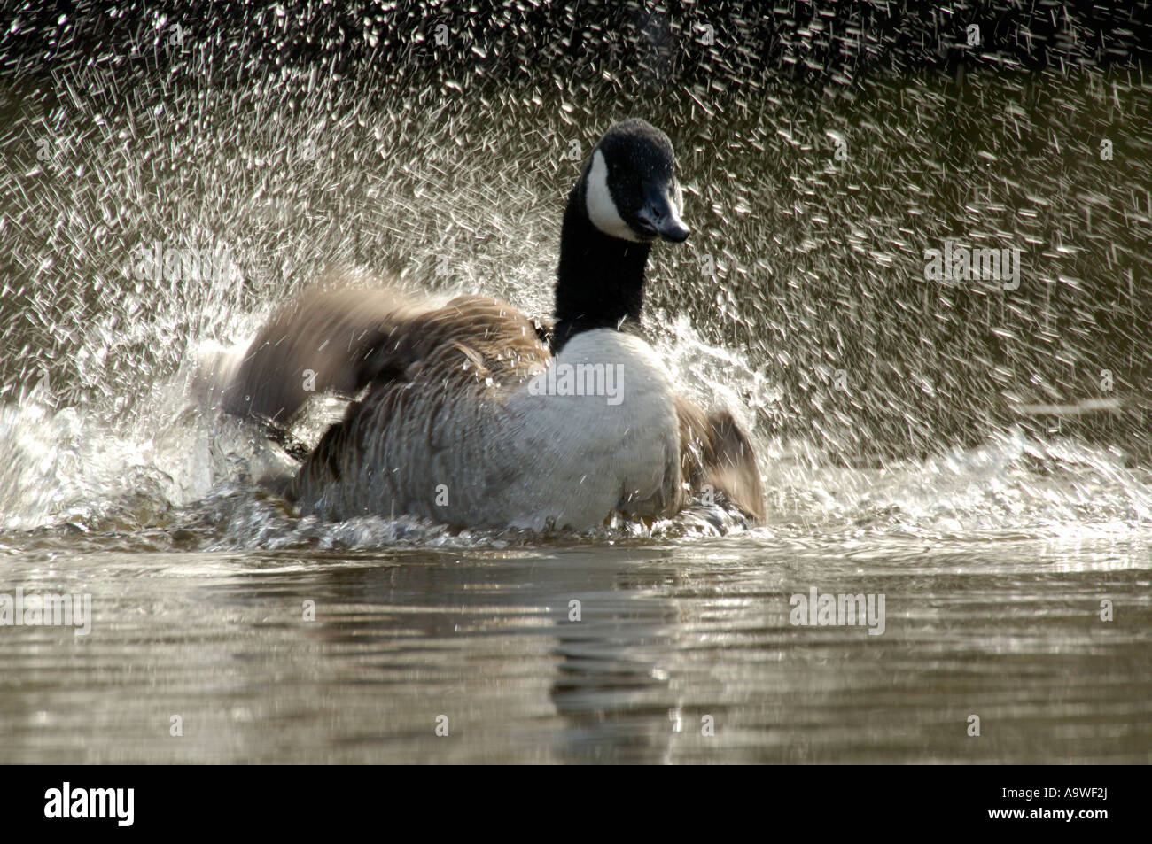 Canada goose bathing hi-res stock photography and images - Alamy