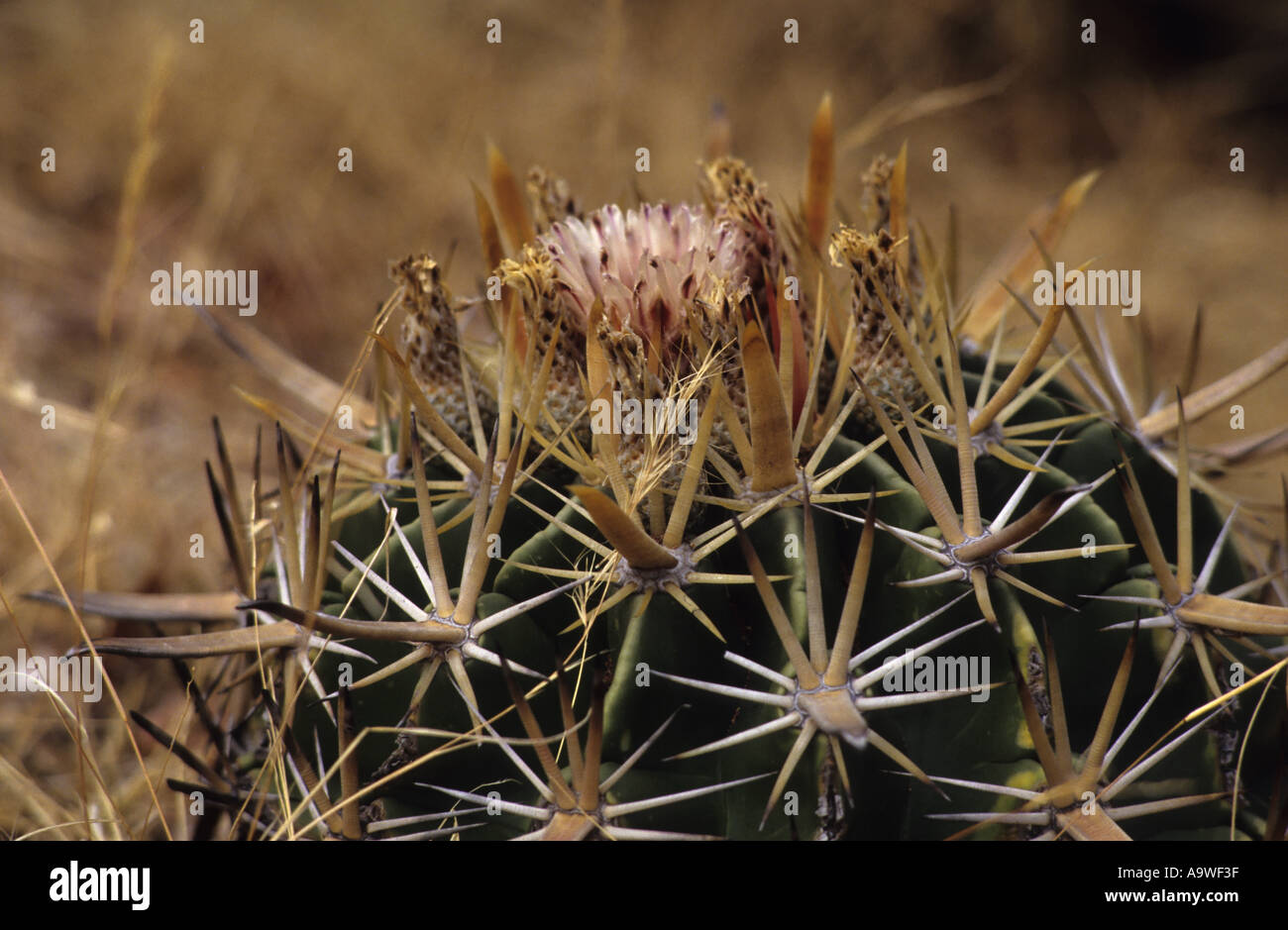 Mexico Oaxaca State Flowered Cactus Close Up Stock Photo - Alamy