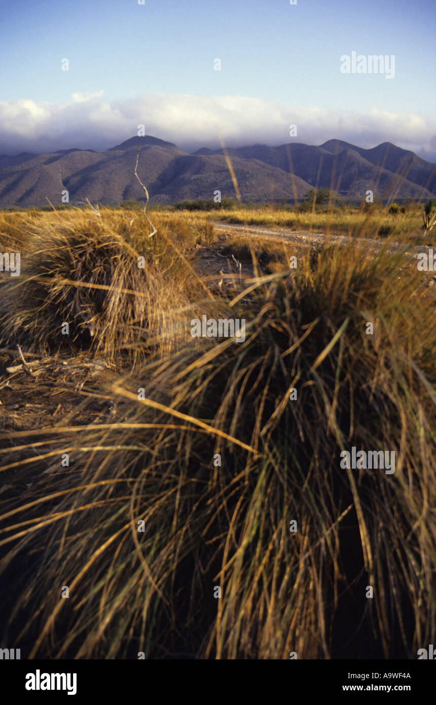 Spikes of gras hi-res stock photography and images - Alamy