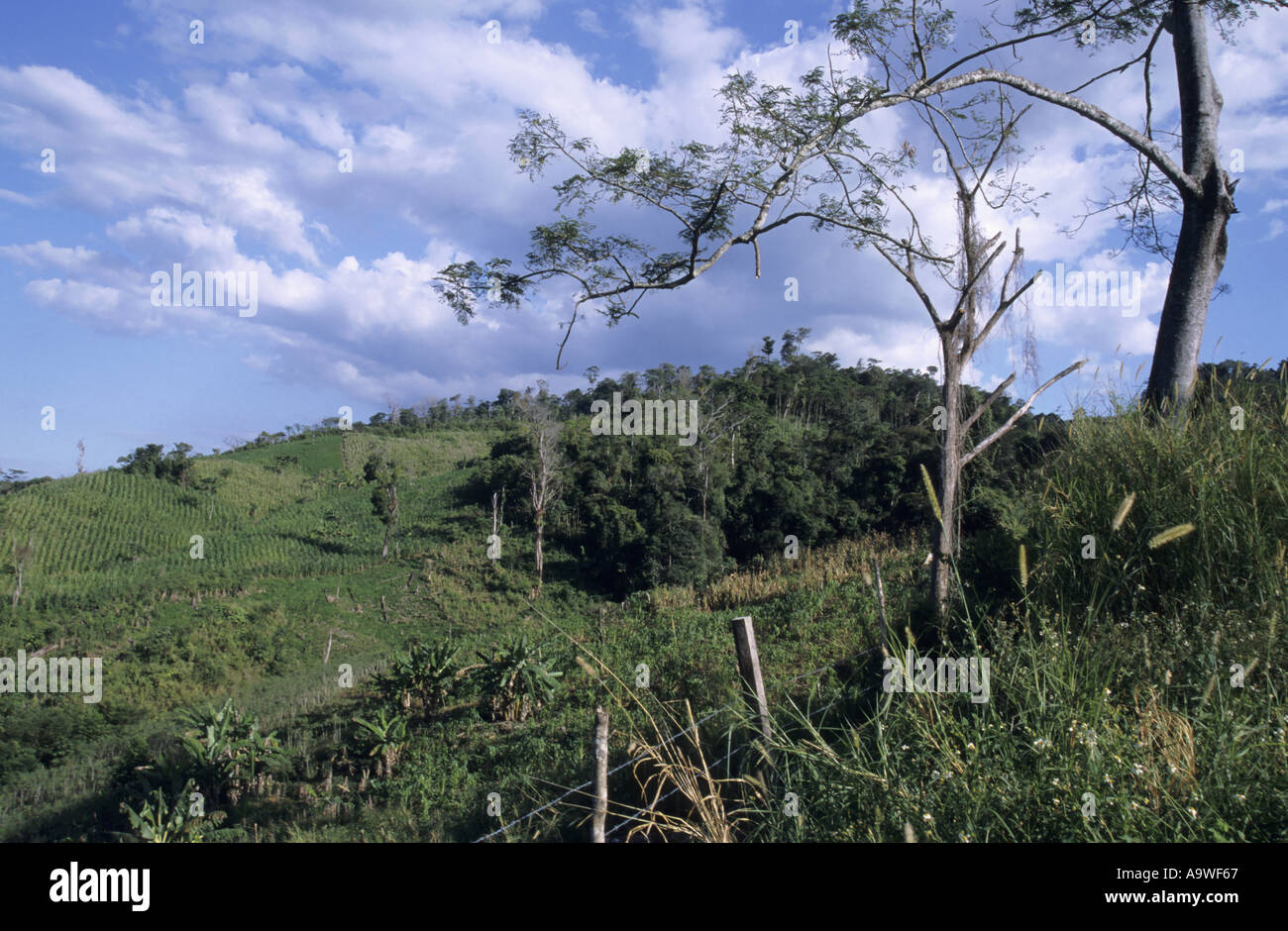 Mexico Chiapas State Corn Fields And Jungle Near Palenque Stock Photo ...