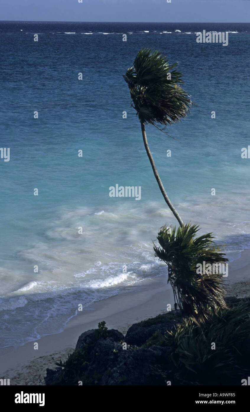 Mexico Yucatan State Tulum Palm Trees And The Caribbean Sea Stock Photo ...
