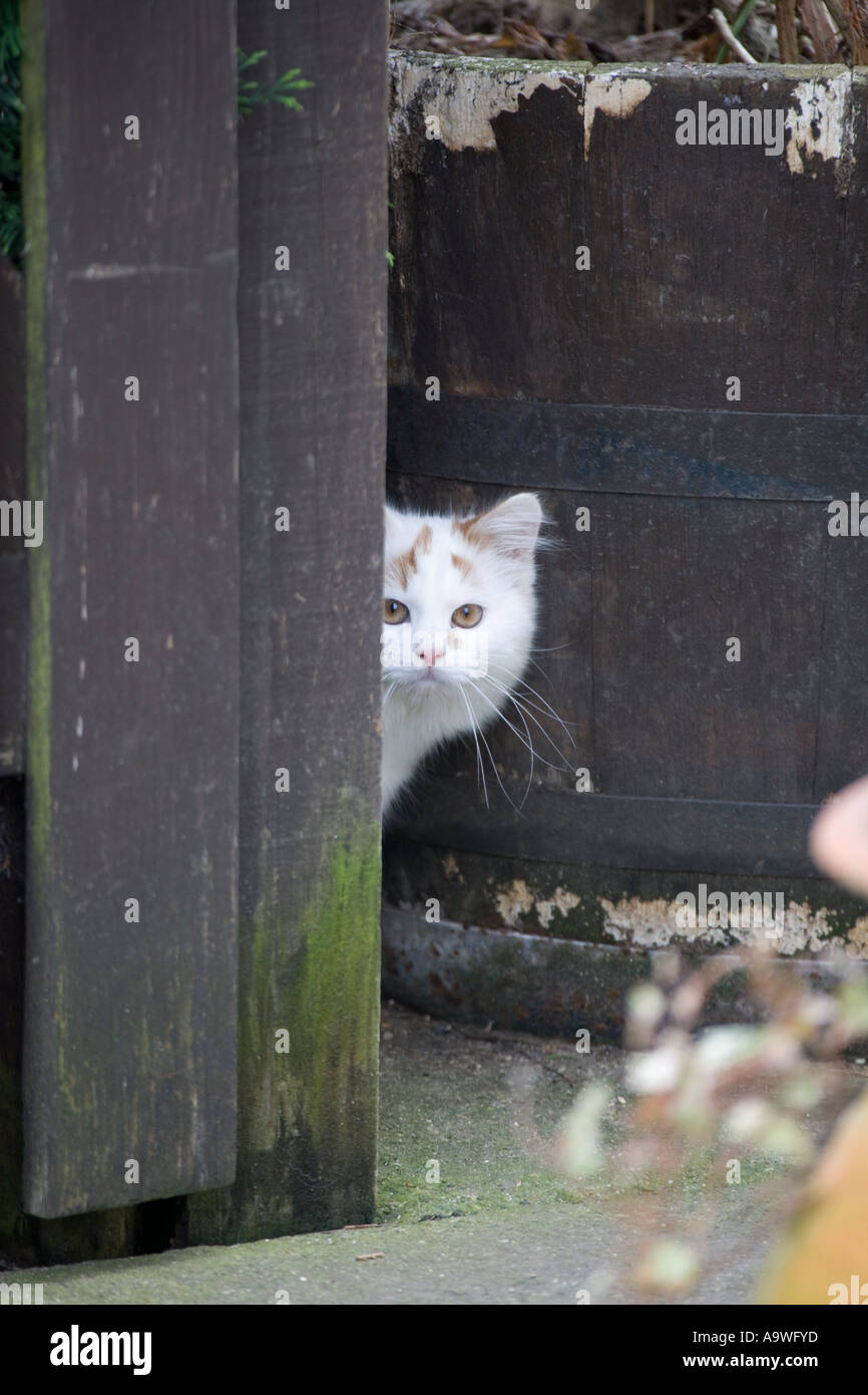 Turkish van fluffy cat Stock Photo - Alamy