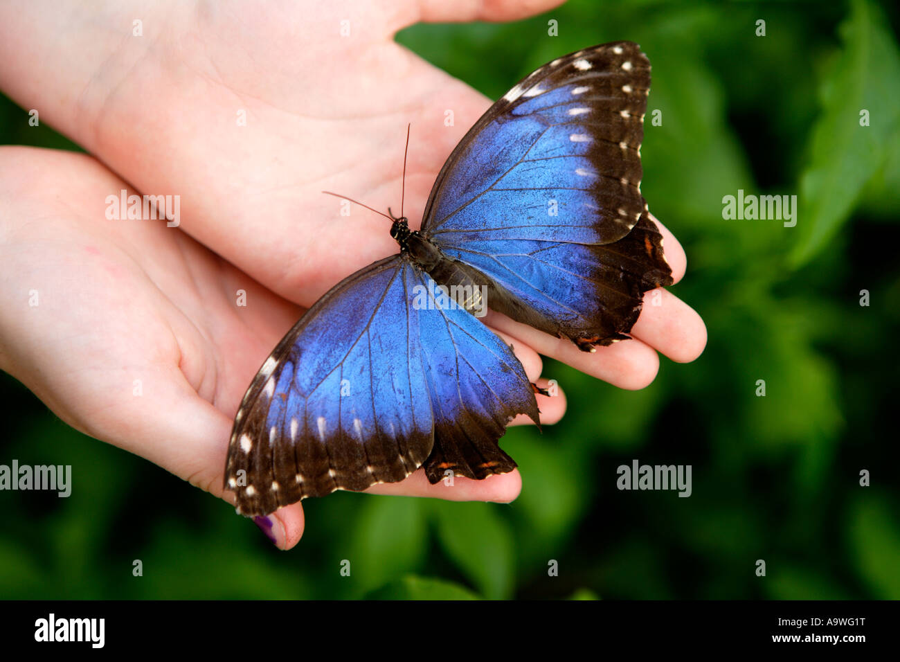 Girl holding big blue butterfly, Symonds Yat, Wye Valley, England Stock ...