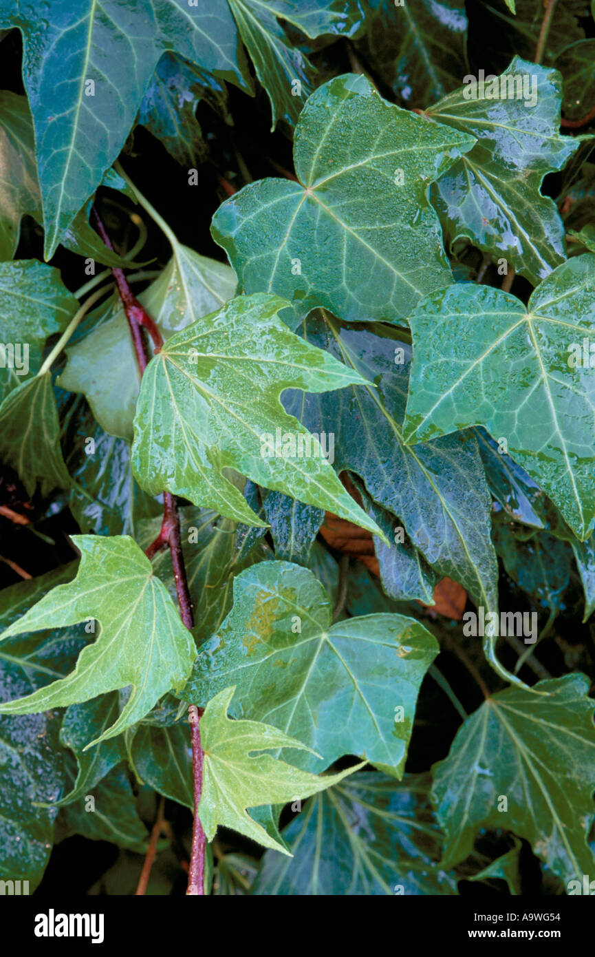 Hedera helix green ripple hi-res stock photography and images - Alamy