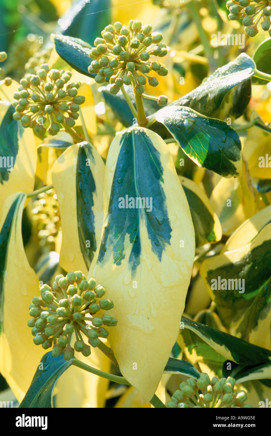 Hedera variegata hi-res stock photography and images - Alamy