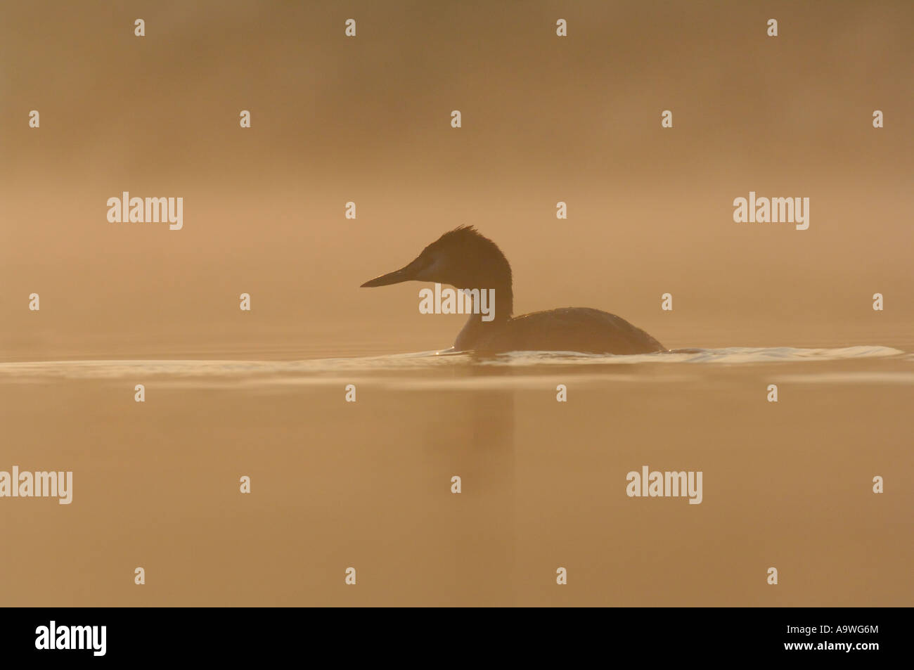 Great Crested Grebe swimming on lake in mist Essex March 2007 Stock ...