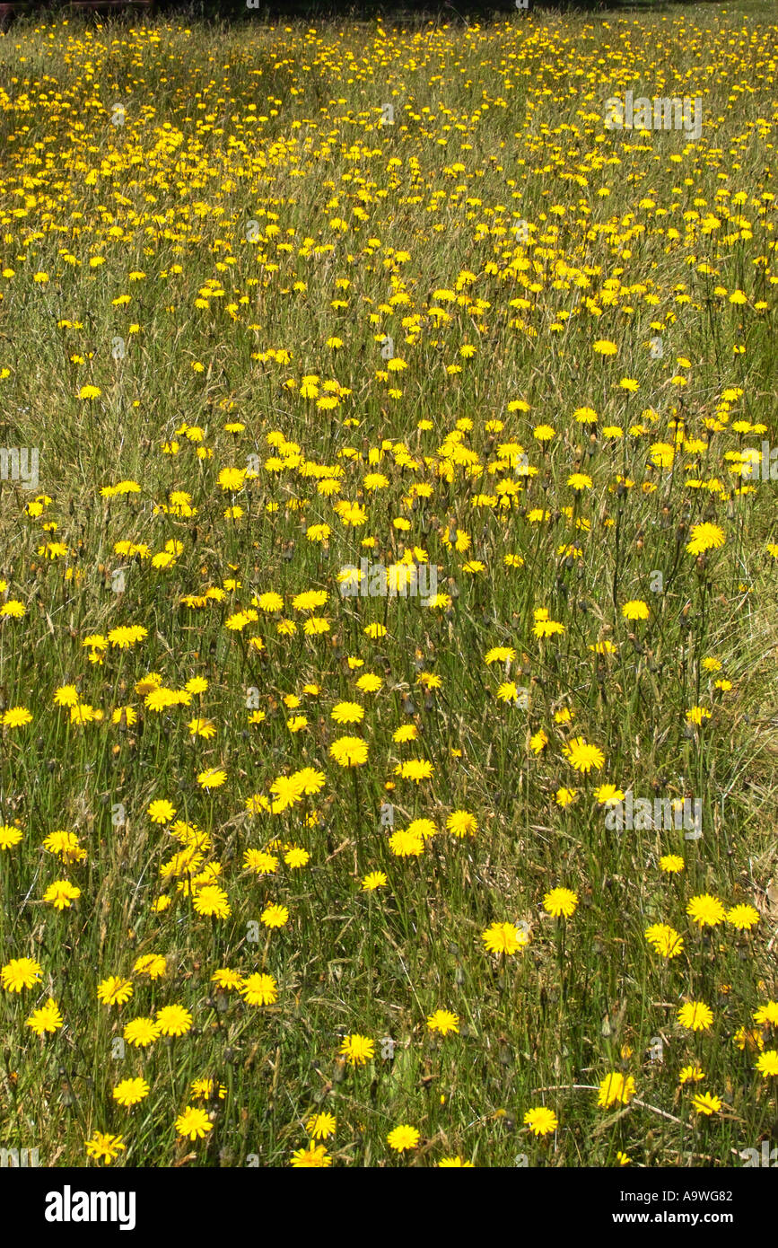 A field of Hawkweed flowers Stock Photo - Alamy