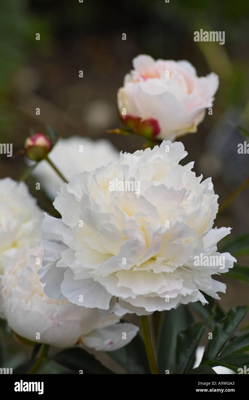 Large White blooms of a double Peony Stock Photo - Alamy