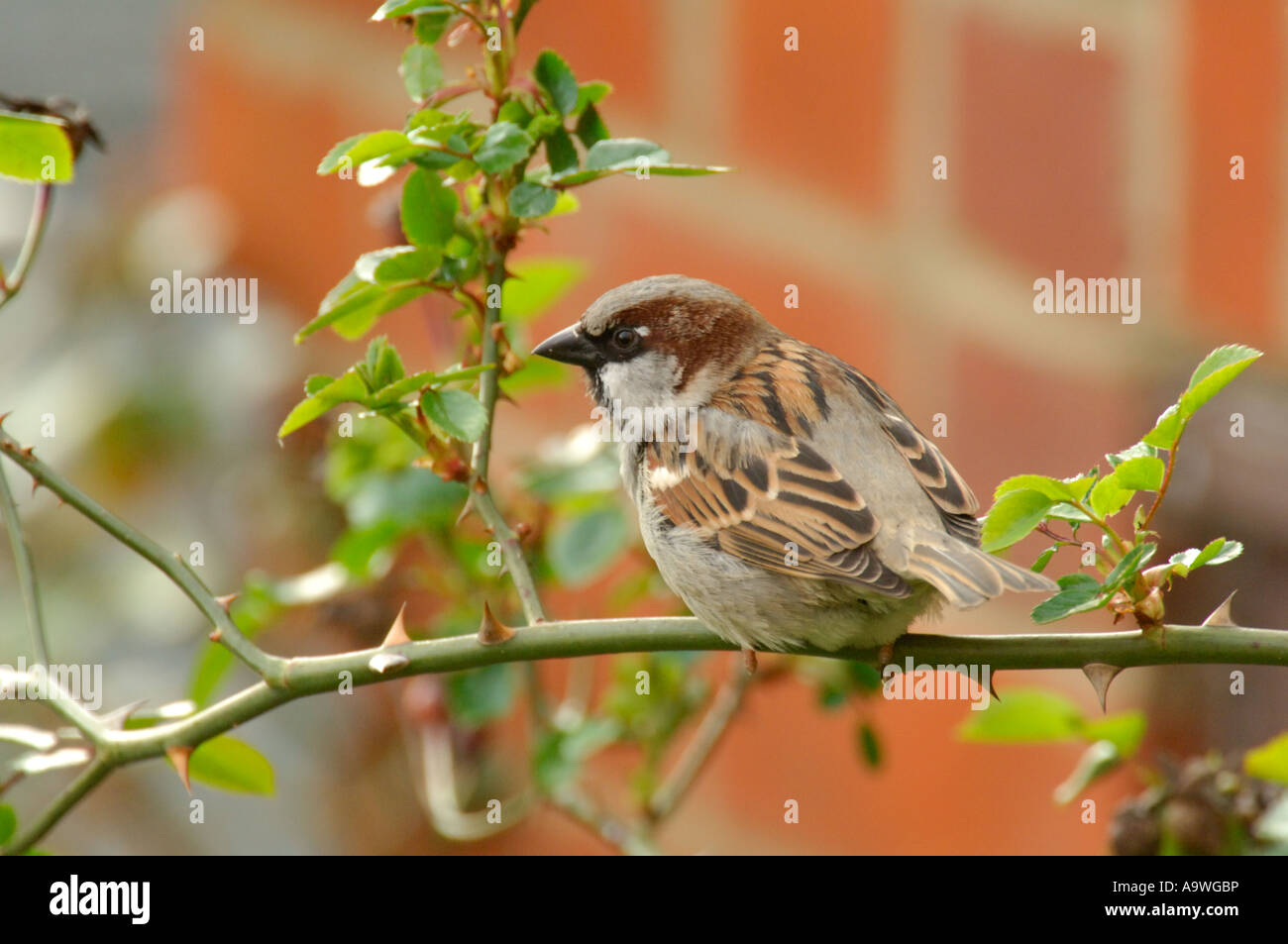House sparrow picking insects from rose stem Herts April 2007 Stock ...