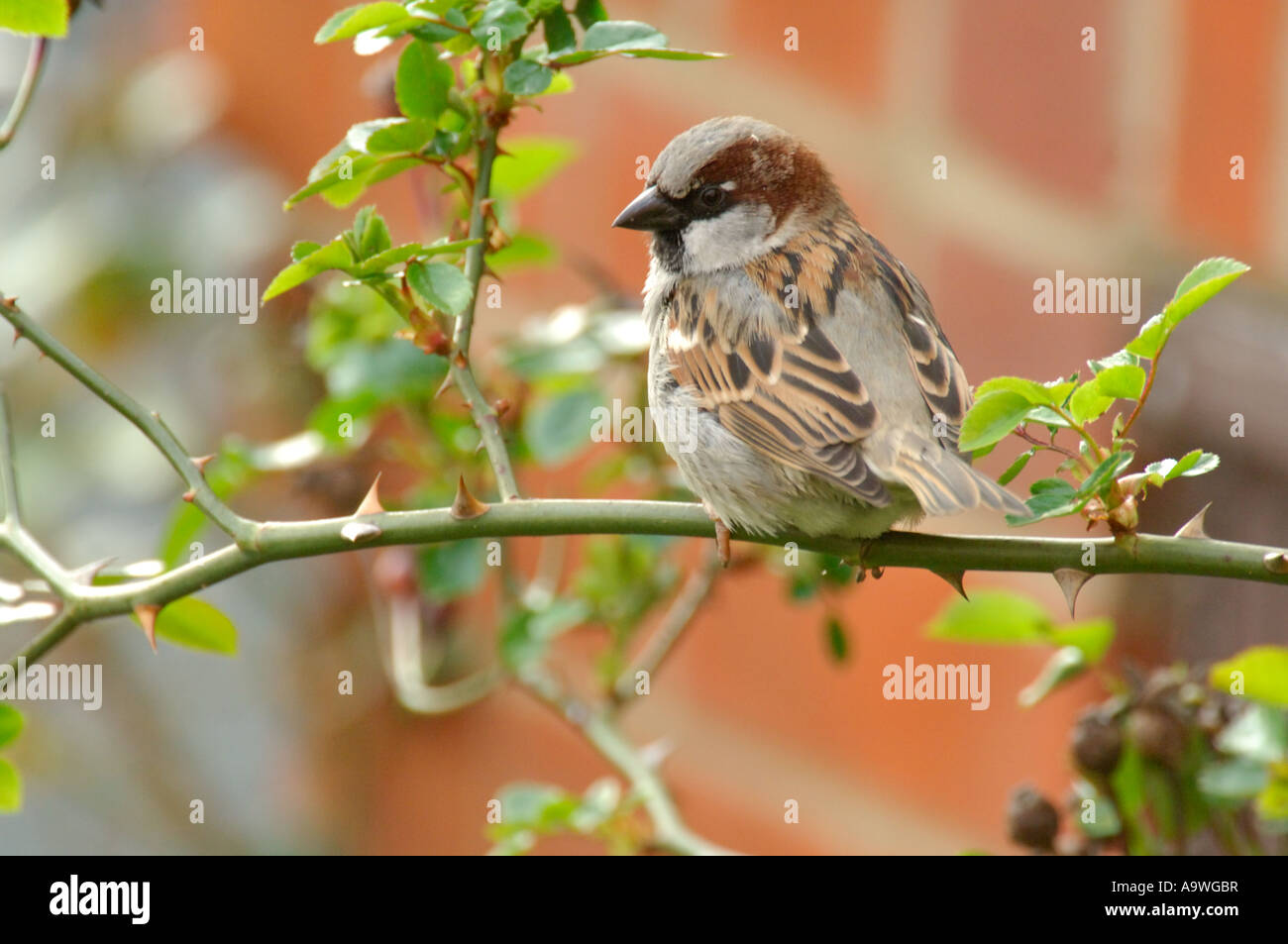 House sparrow picking insects from rose stem Herts April 2007 Stock ...