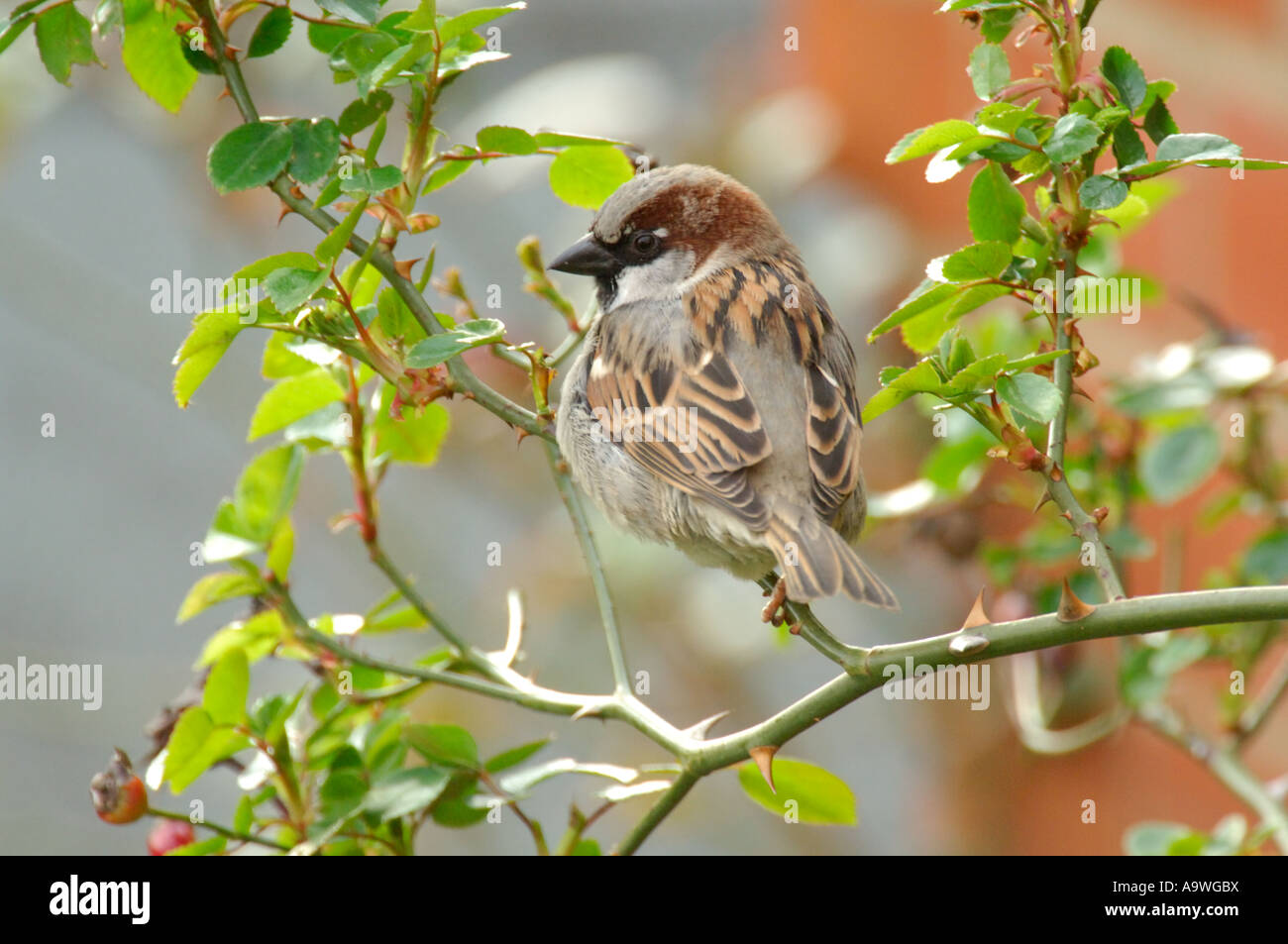 House sparrow picking insects from rose stem Herts April 2007 Stock ...