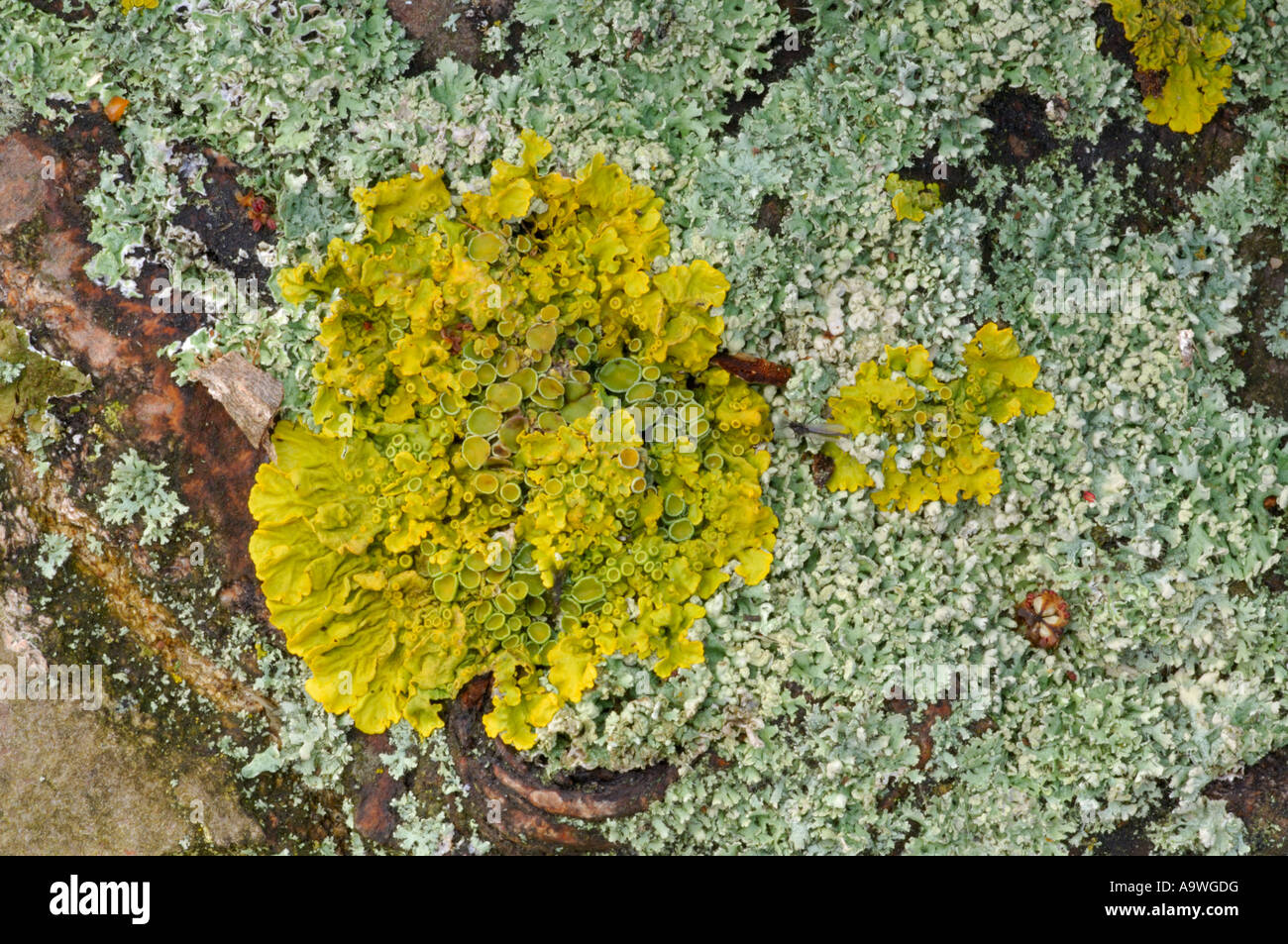 Xanthoria parietina Lichen growing on log Lee Valley Park March 2007 ...