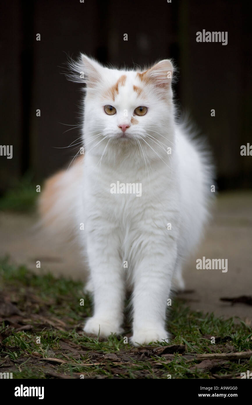 Turkish van fluffy cat Stock Photo - Alamy