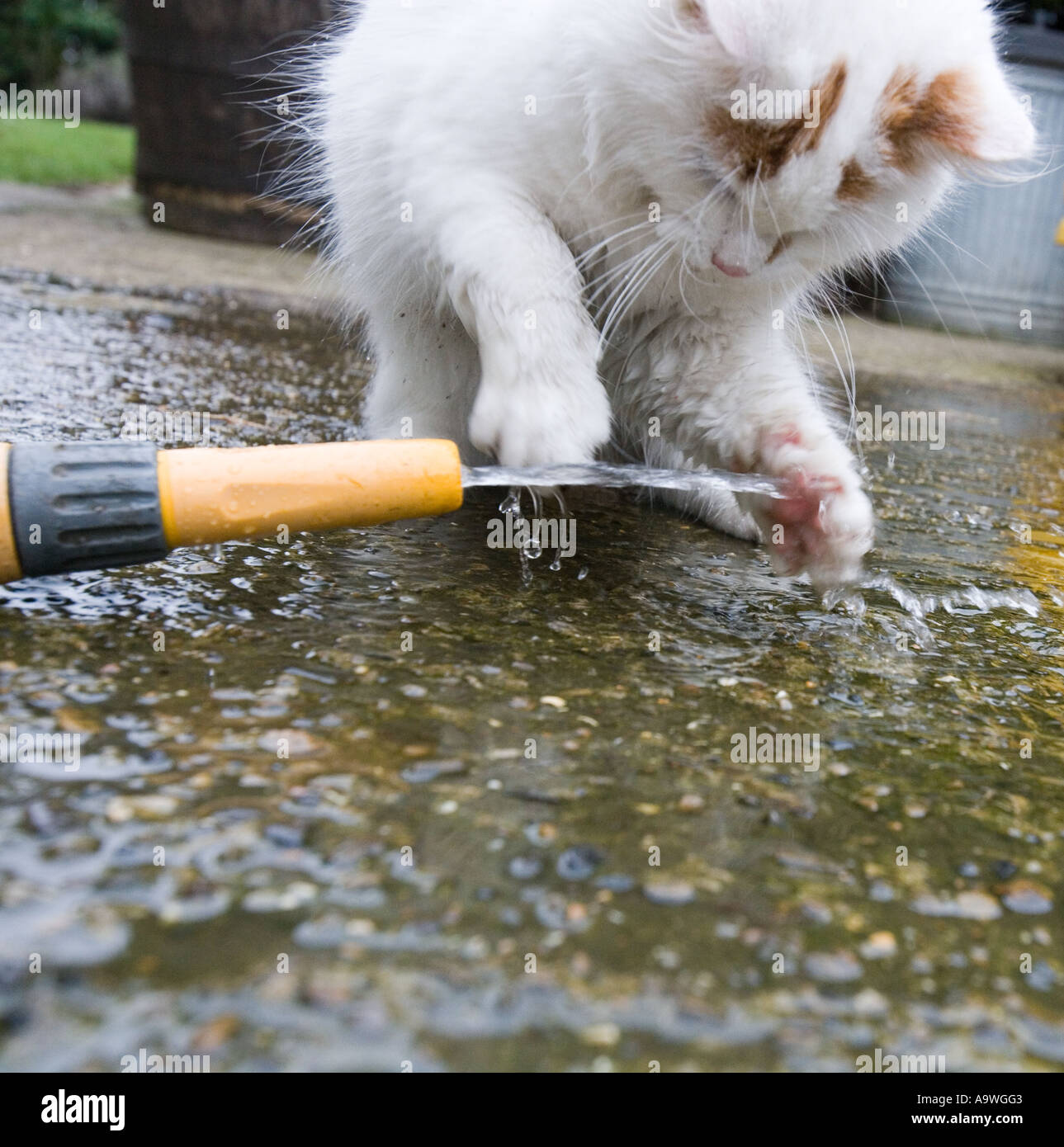 Turkish van fluffy cat Stock Photo - Alamy