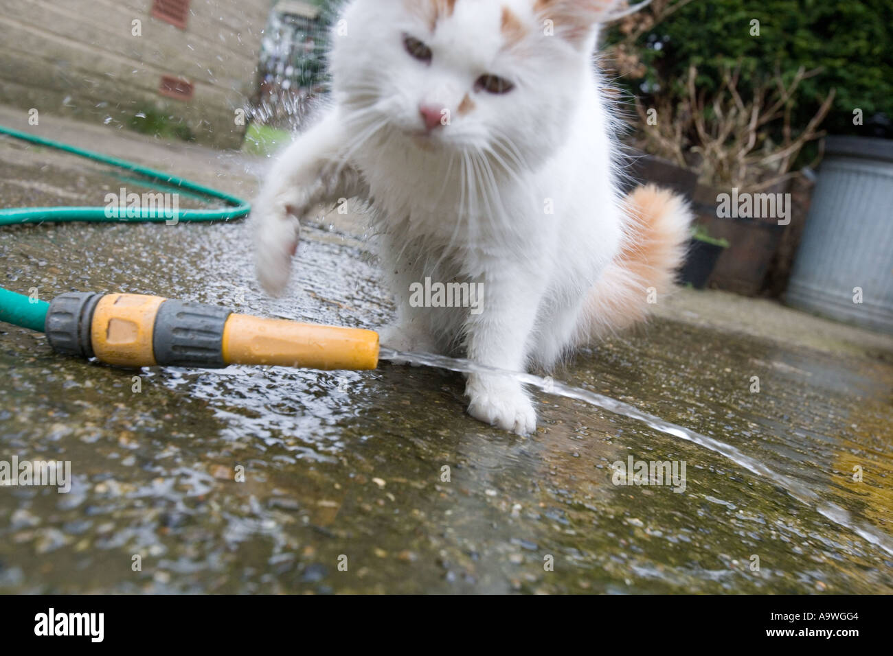 Turkish van fluffy cat Stock Photo - Alamy