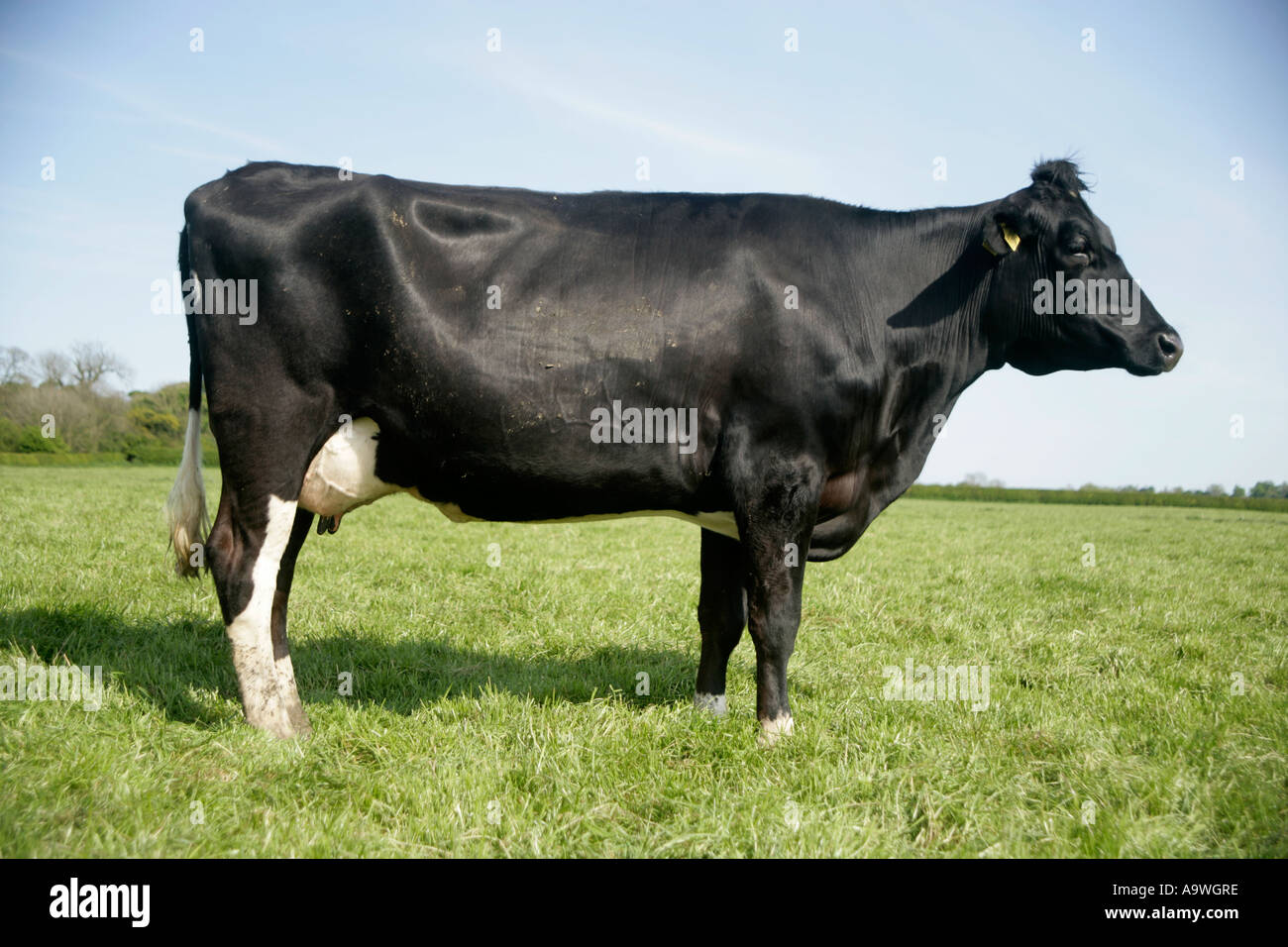 A holstein friesian dairy cow at grass in summer in the UK Stock Photo ...