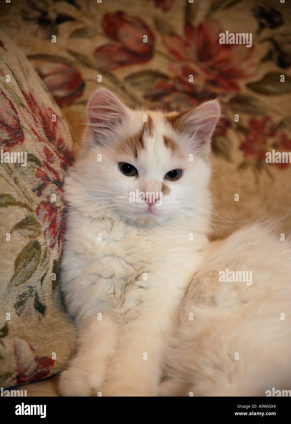 6 months old kitten hi-res stock photography and images - Alamy