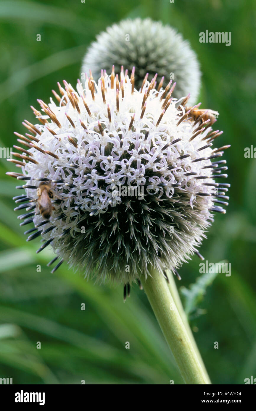 Echinops sphaerocephalus Globe Thistle Stock Photo - Alamy
