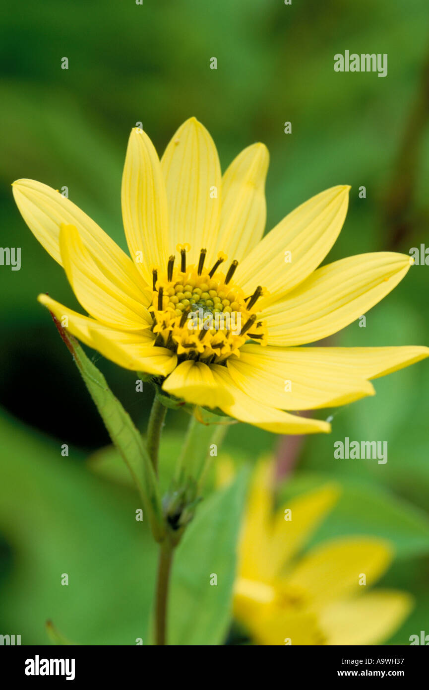 Helianthus Lemon Queen Stock Photo - Alamy