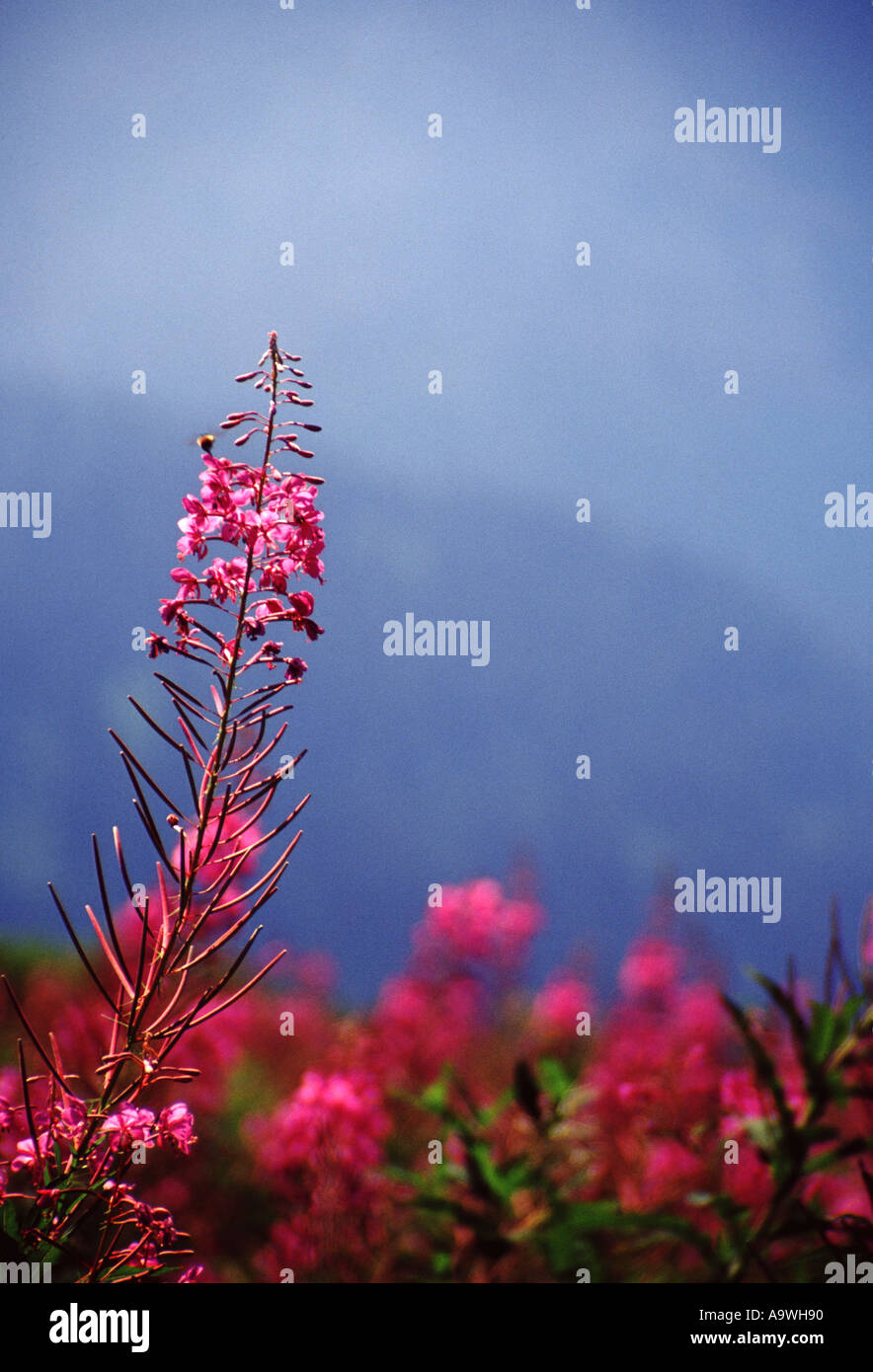 Total blue flower flower hi-res stock photography and images - Alamy