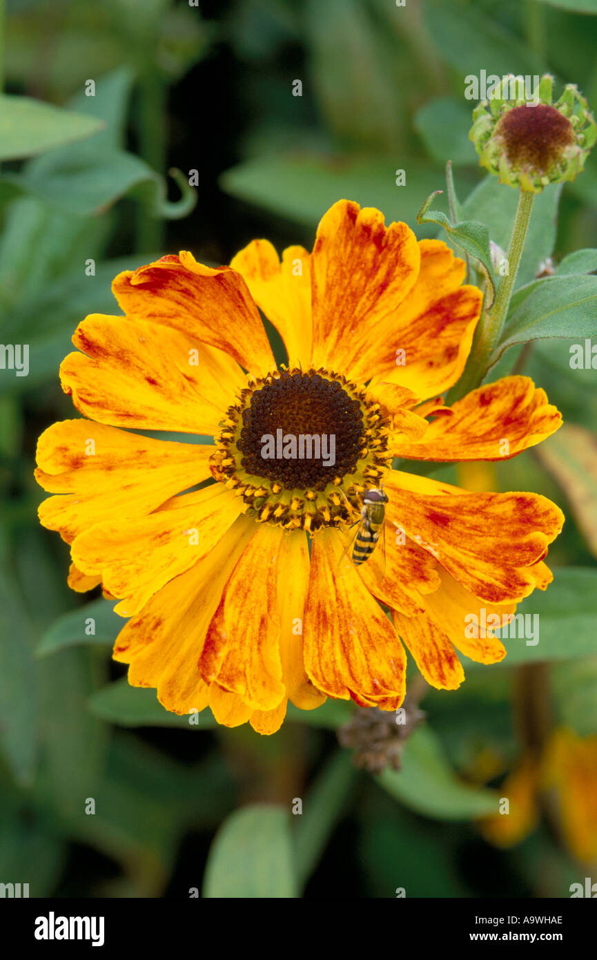 Waldtraut hi-res stock photography and images - Alamy