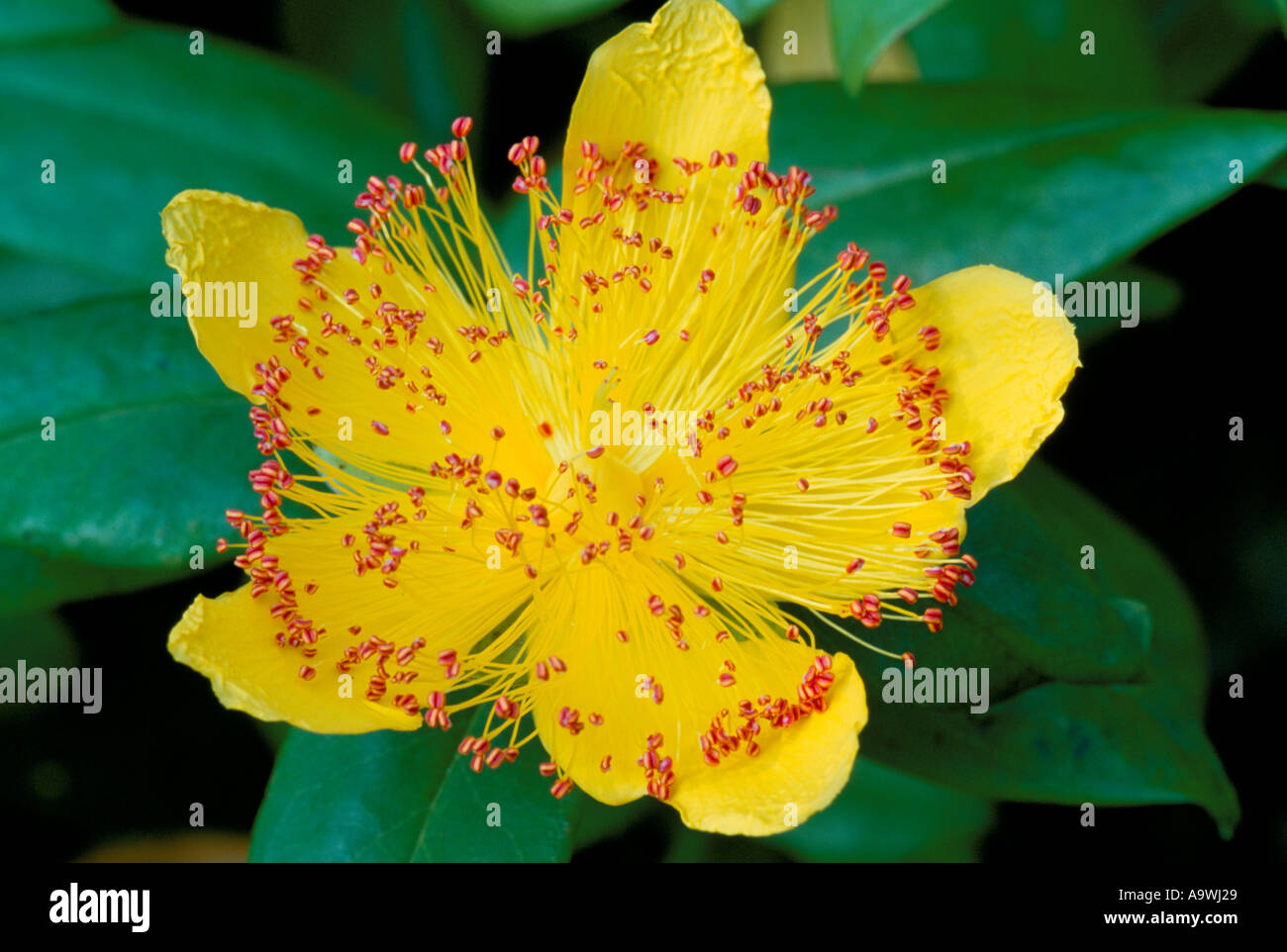 Hypericum leaves foliage hi-res stock photography and images - Alamy