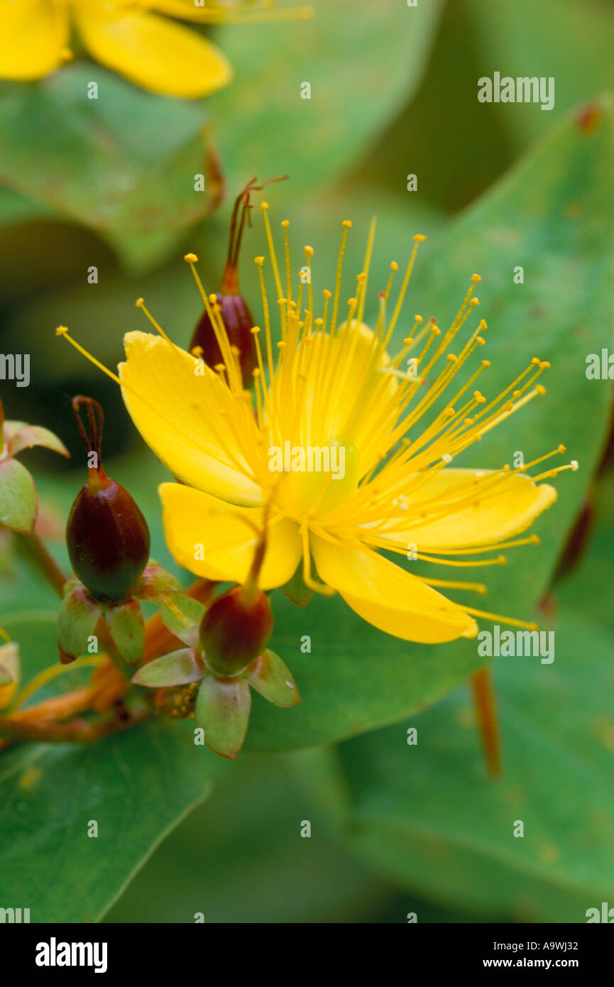 Elstead Stock Photos & Elstead Stock Images - Alamy