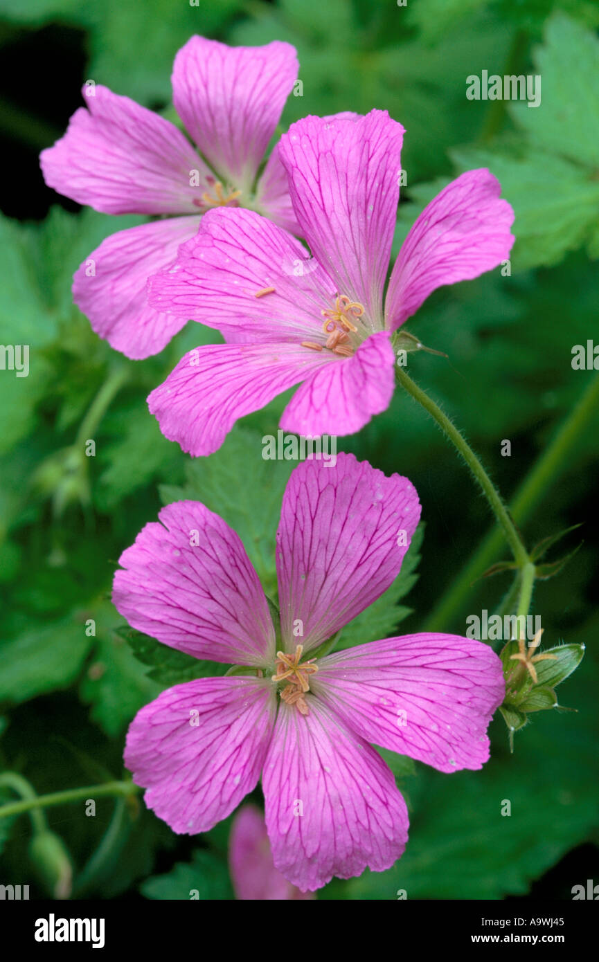 geranium x oxonianum Stock Photo - Alamy
