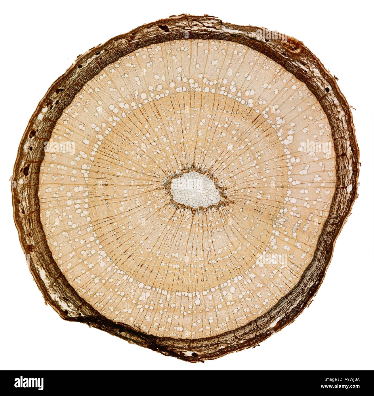 Ash Fraxinus sp stem section TS photomicrograph white background Stock ...