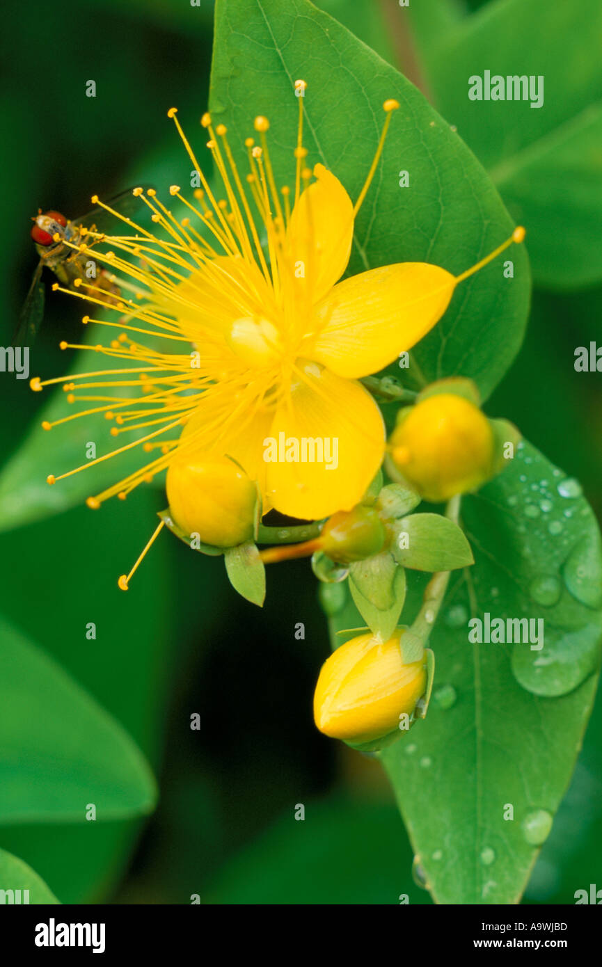 Hypericum hidcote hi-res stock photography and images - Alamy