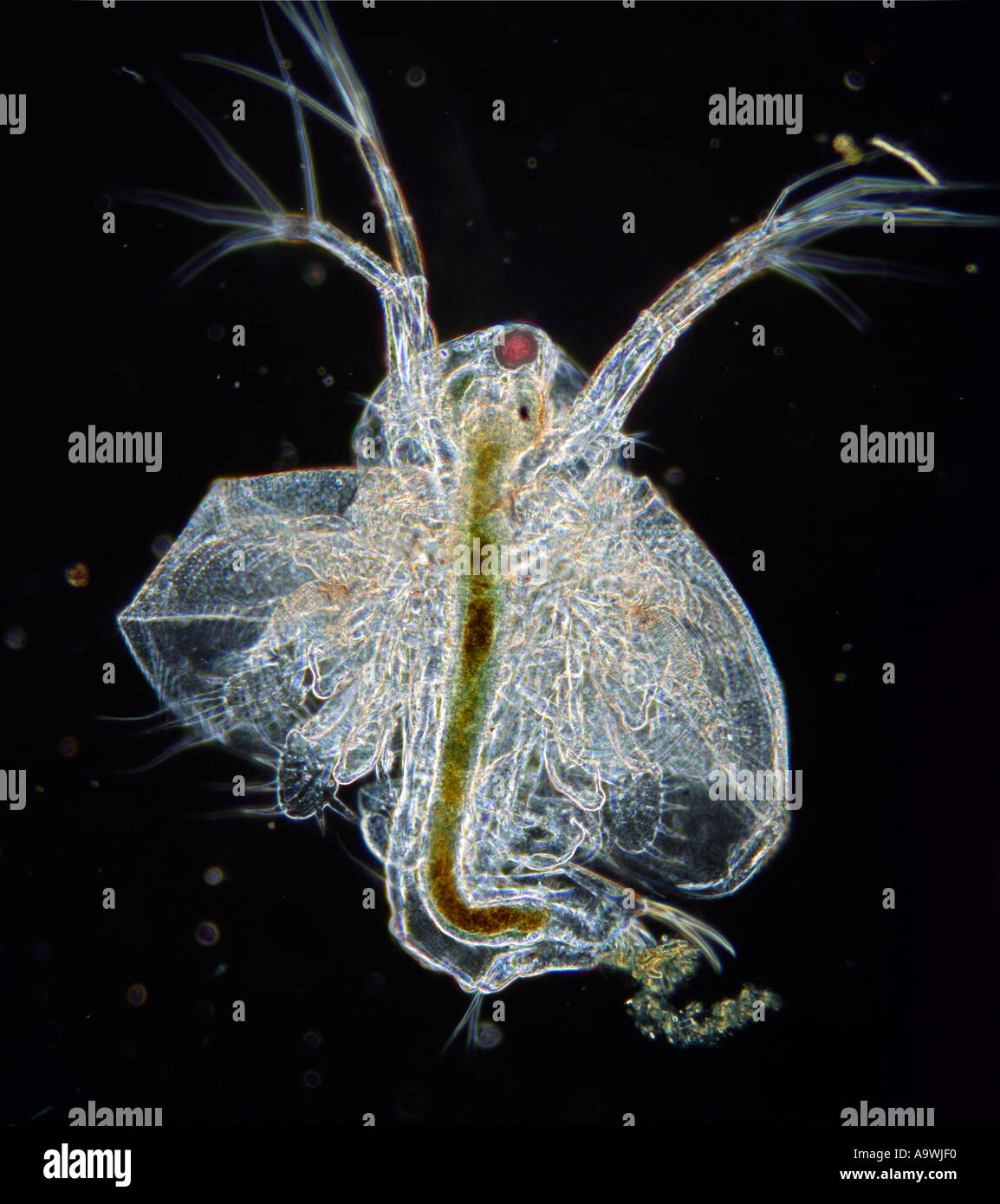 Copepod larva photomicrograph black background Stock Photo - Alamy
