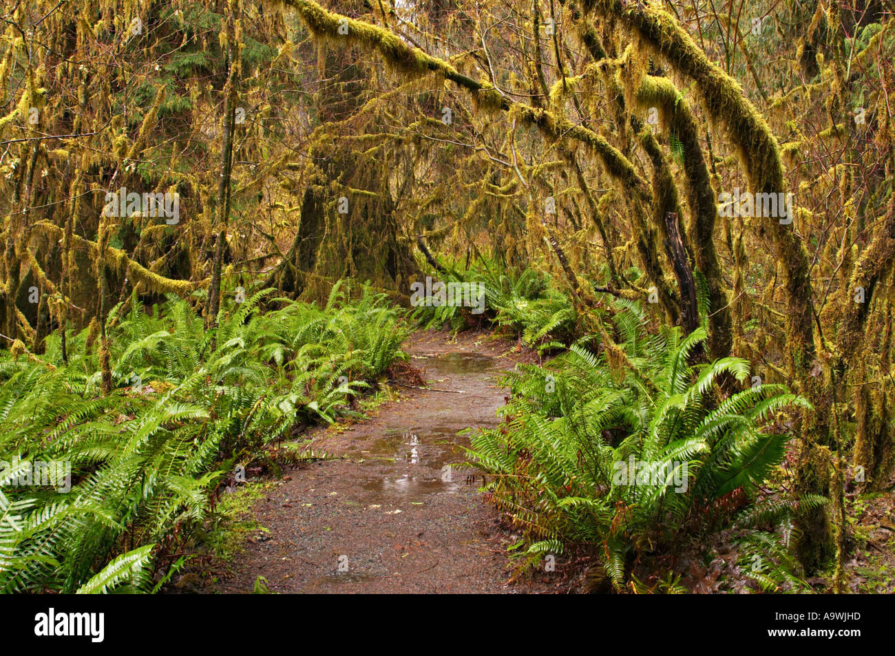 WASHINGTON Path through Hoh rain forest in Olympic National Park ...