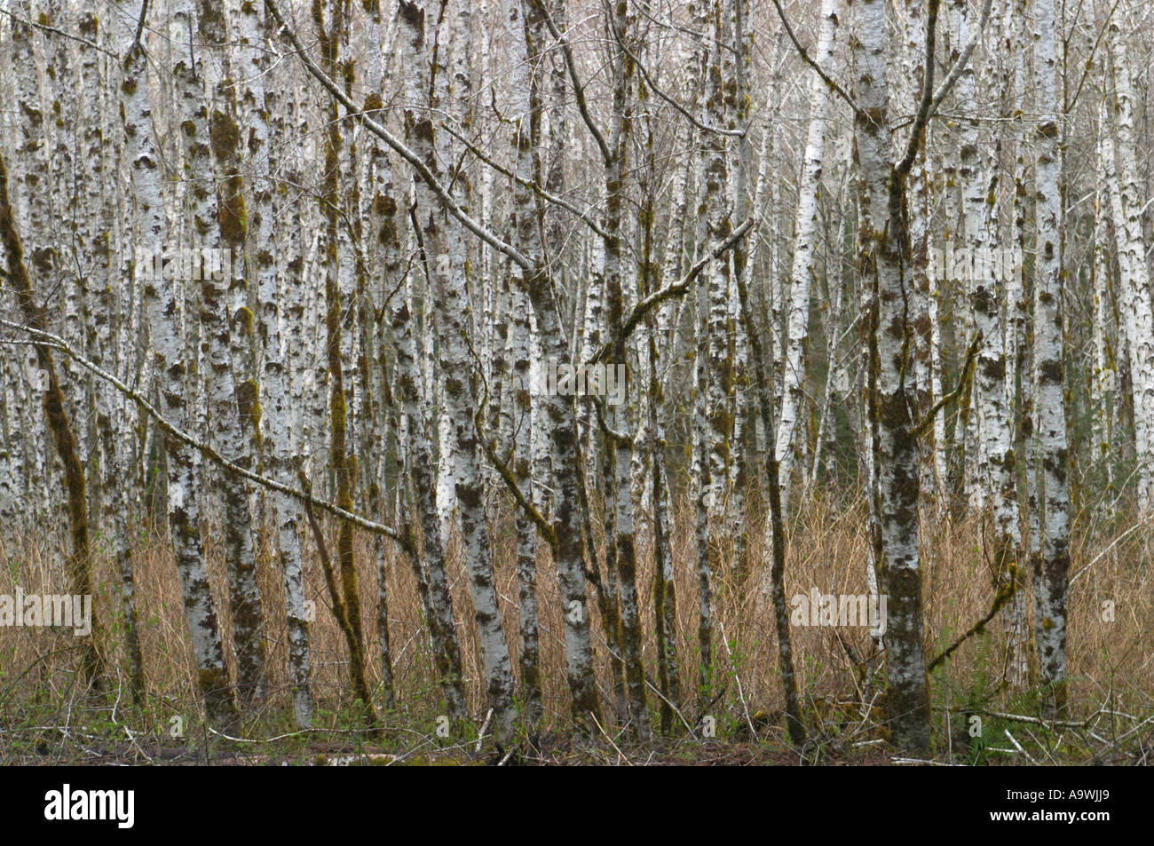 WASHINGTON Dense grove of aspen tree trunks Olympic peninsula Stock ...