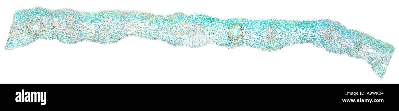 Ginkgo sp leaf section photomicrograph white background Stock Photo - Alamy