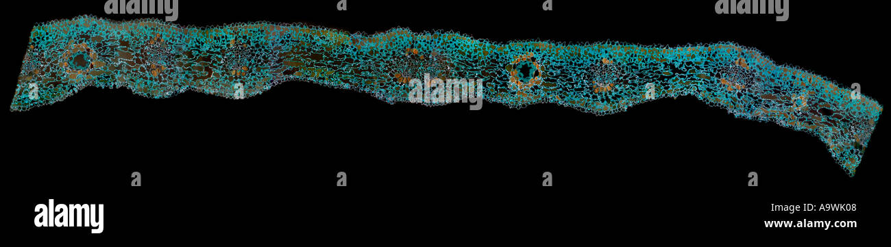 Ginkgo sp leaf section photomicrograph black background Stock Photo - Alamy
