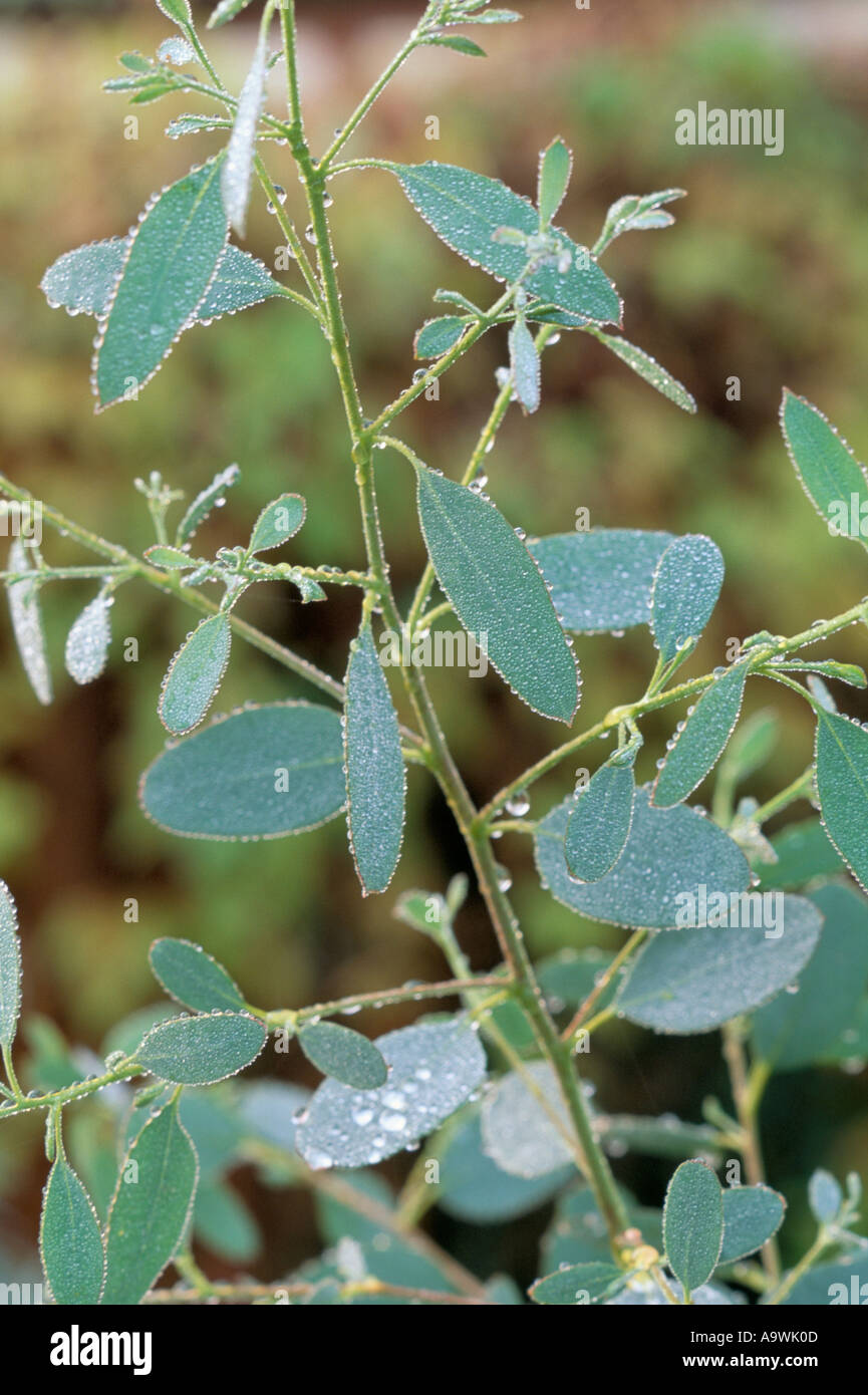 Gunnii hi-res stock photography and images - Alamy