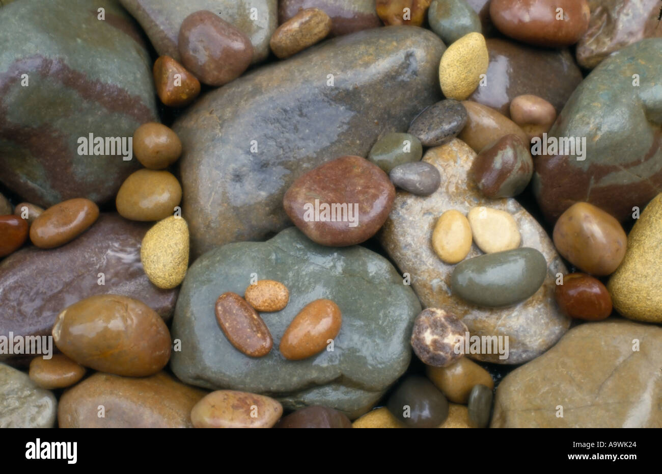 Beach pebbles UK wet showing different colours of tme mineral content ...