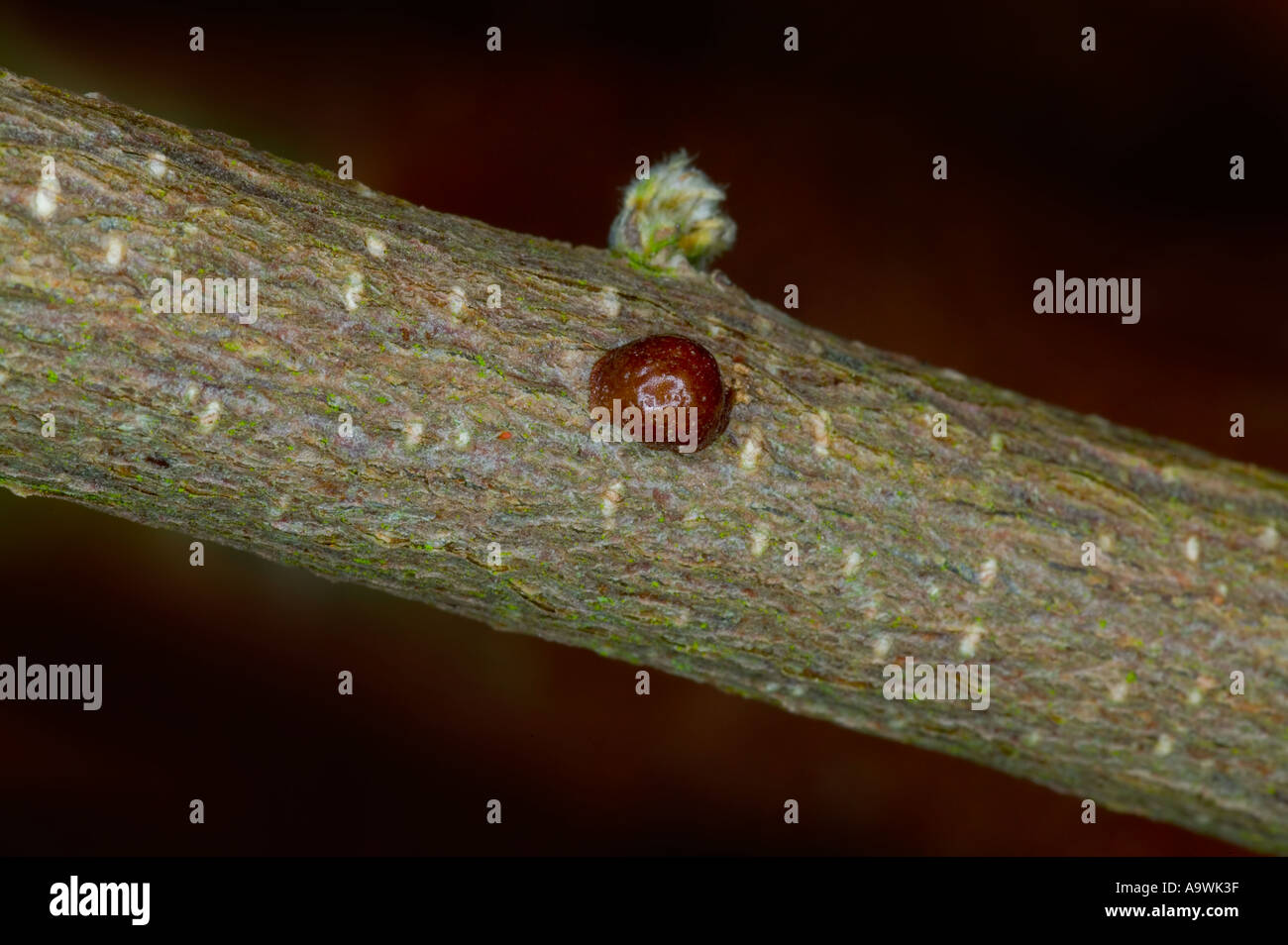 scale insect parasite UK Stock Photo - Alamy