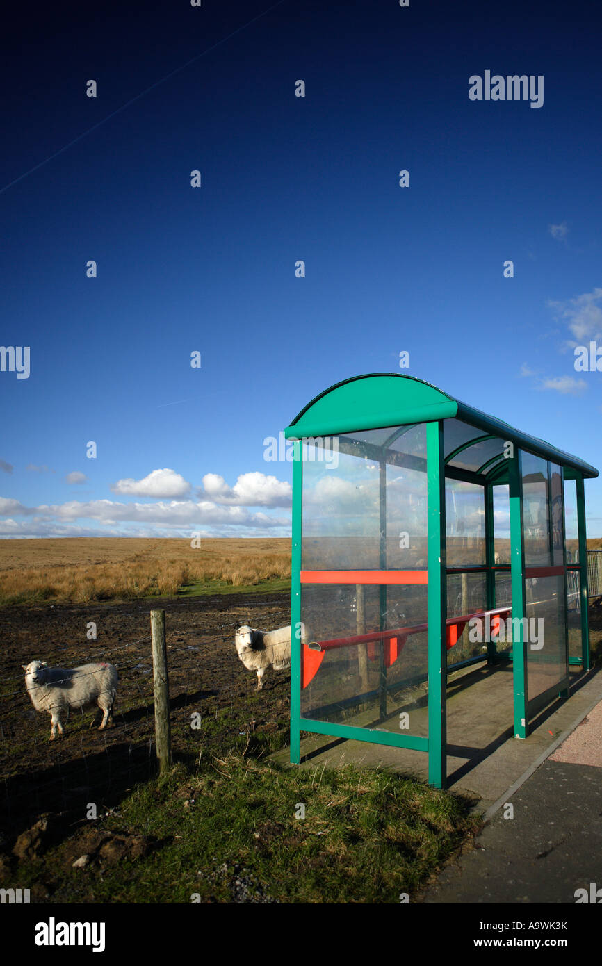 Sheep at a bus stop, heads of the Valleys, South Wales Stock Photo - Alamy