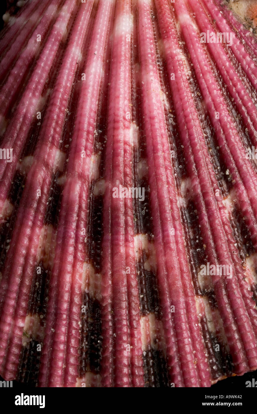 Royal cloak hi-res stock photography and images - Alamy