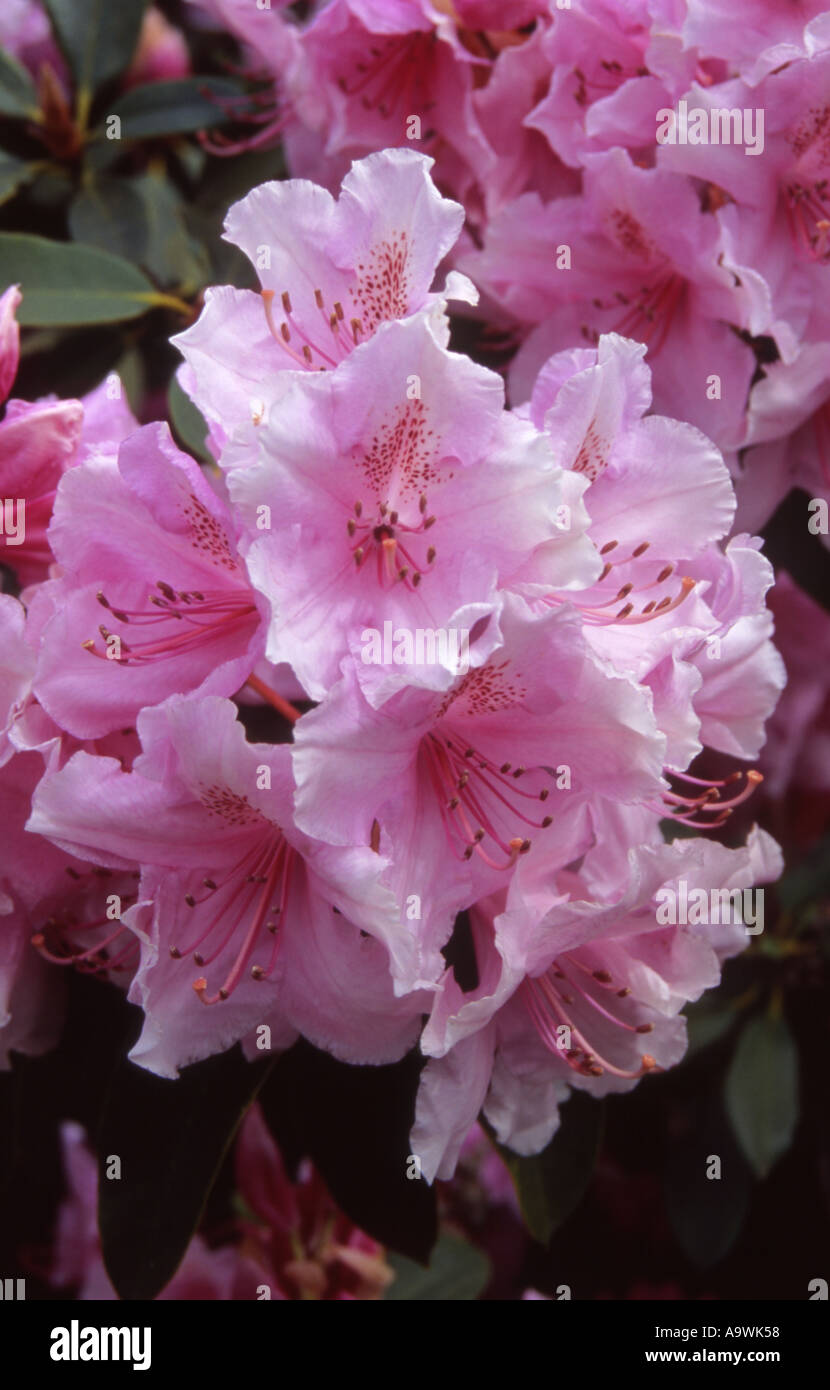 Mrs furnival hi-res stock photography and images - Alamy