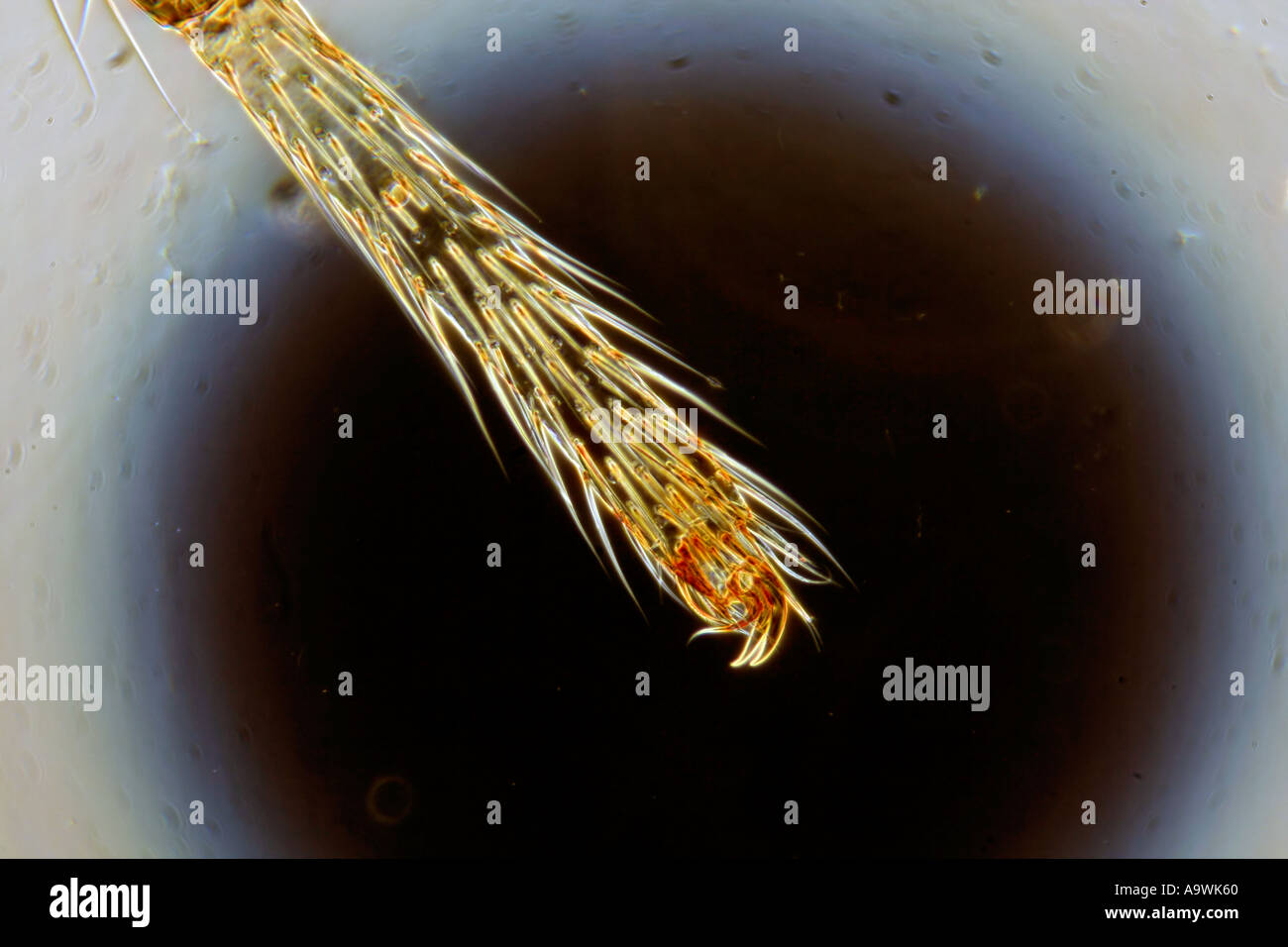 garden spider UK foot detail photomicrograph Stock Photo - Alamy