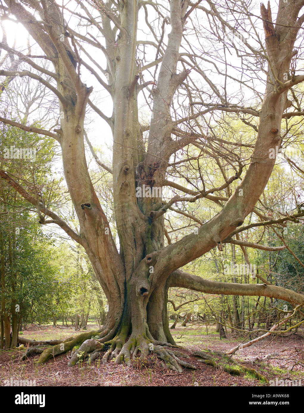 woodland tree autumn Wendover woods UK Stock Photo - Alamy