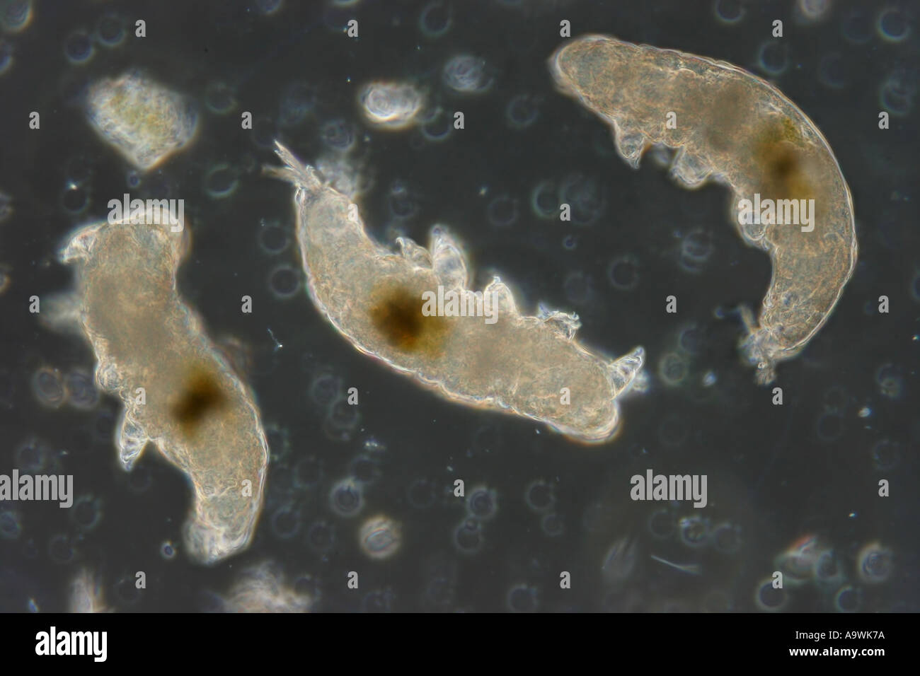 Water bears microscope hi-res stock photography and images - Alamy