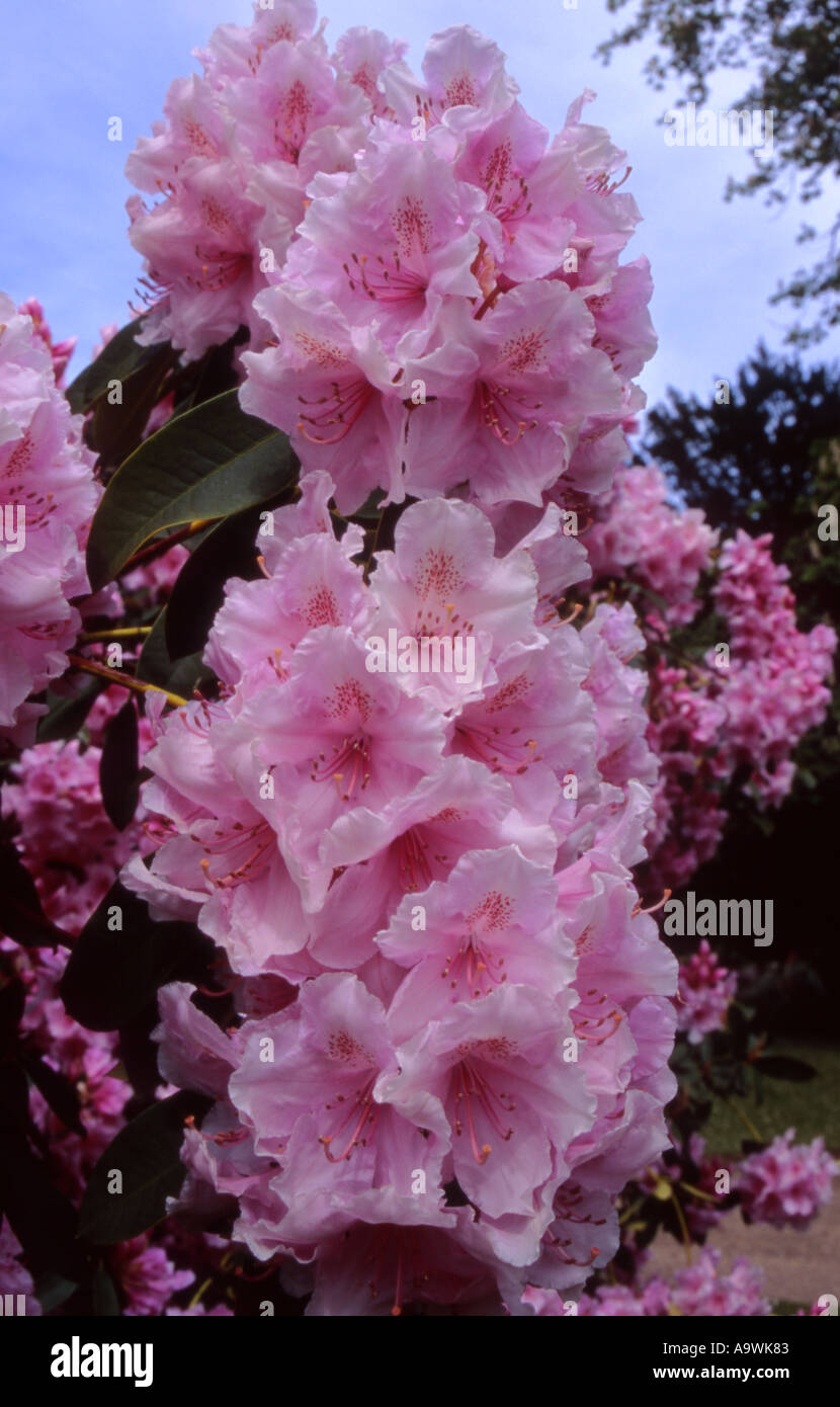 Mrs furnival hi-res stock photography and images - Alamy