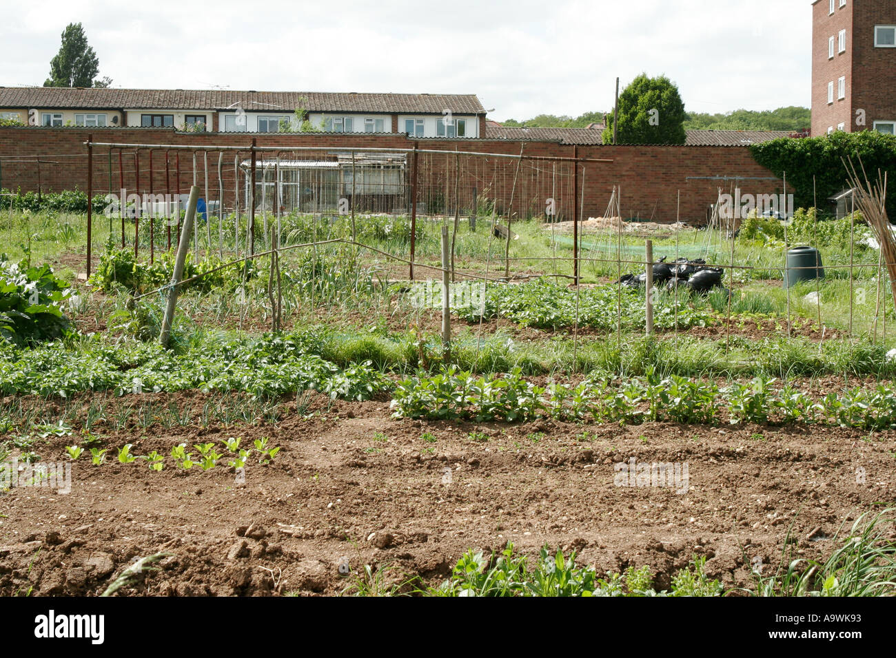 Allotment in South London England Stock Photo - Alamy