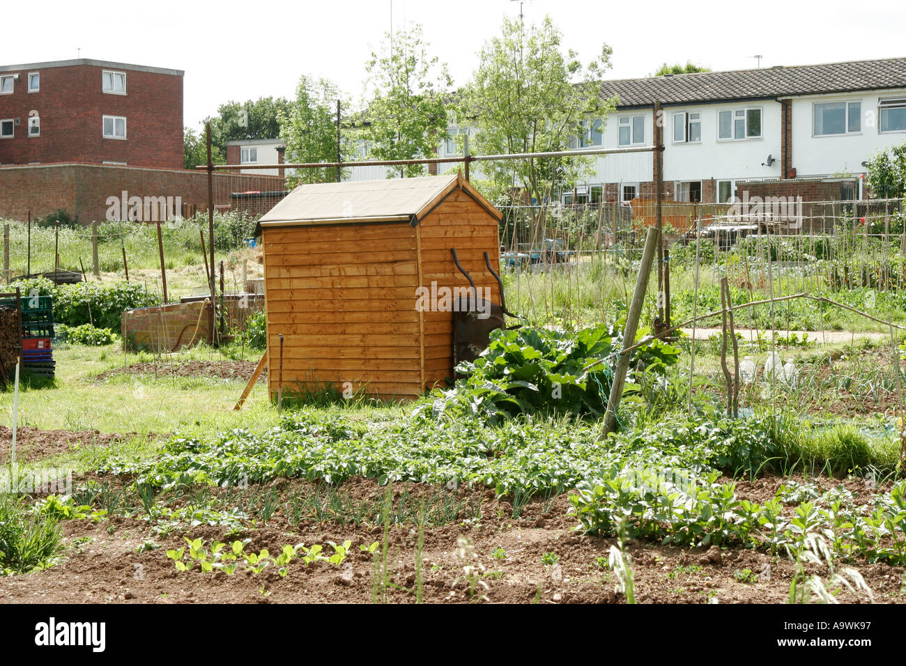 Garden shed on allotments in South London England Stock Photo - Alamy